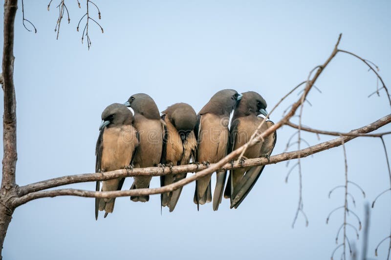 Ashy Woodswallow, Artamus Fuscus Stock Photo - Image of wildlife ...