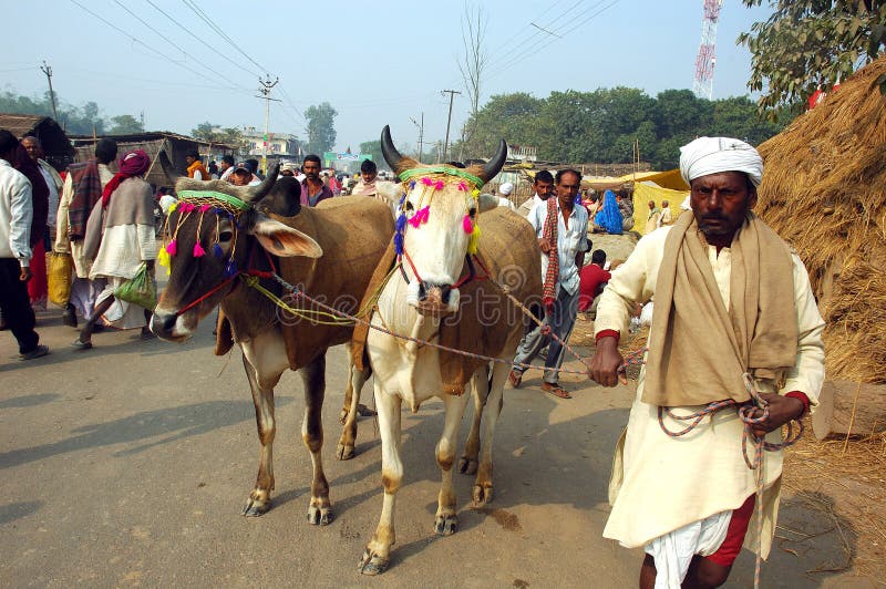 Asiaâ€™s Biggest Cattle Fair. Editorial Image - Image of people ...