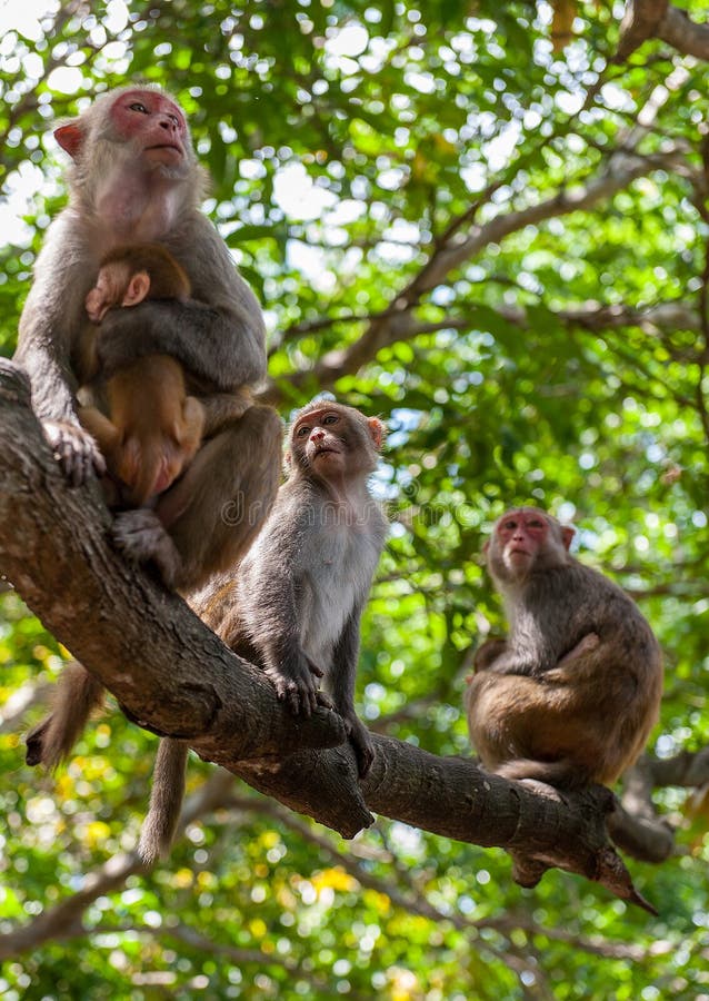 Asia animals stock photo. Image of mammal, safari, monkeys - 48447408