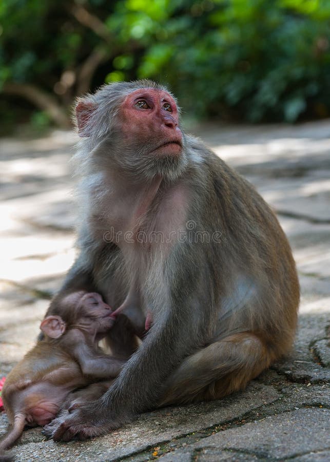 Asia animals stock image. Image of wildlife, animals - 48447419