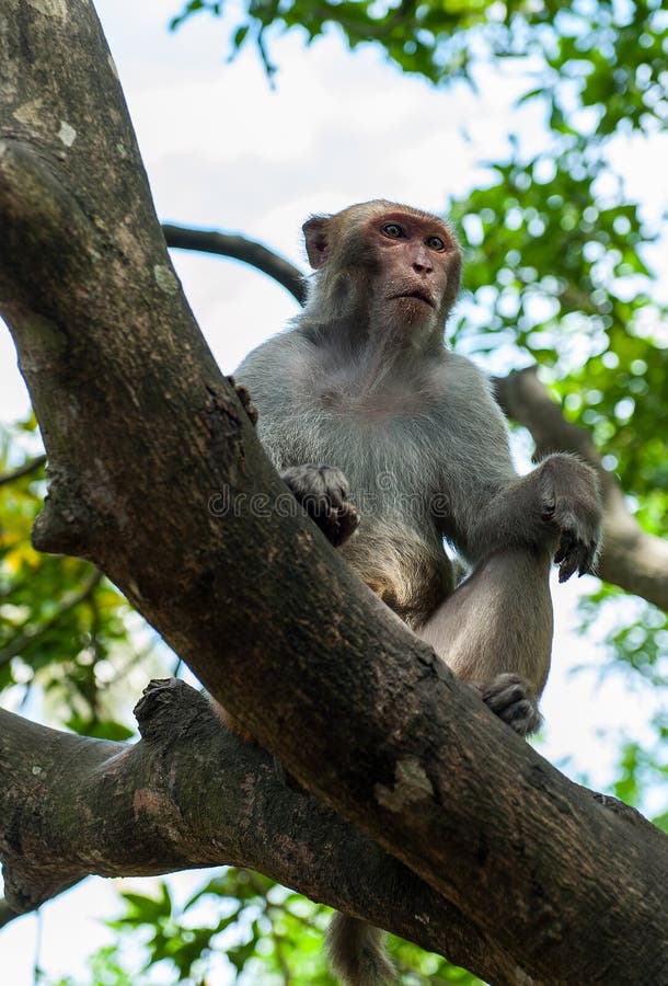 Asia animals stock photo. Image of macaque, wildlife - 48447426
