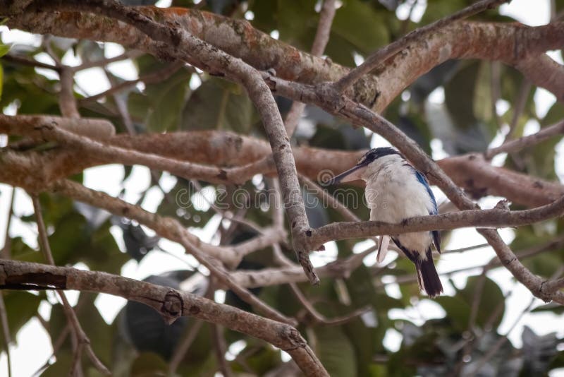 Asia Bird Looking for Food in Nature Stock Photo - Image of avian, food ...