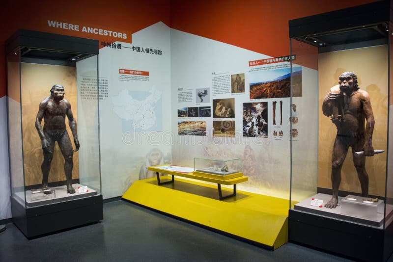 Asia, China, Tianjin Museum of Natural History, Australopithecus ...
