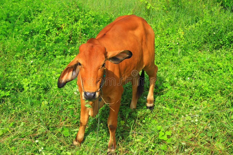 Asia cow stock photo. Image of country, farm, ranch, outdoor - 22132624