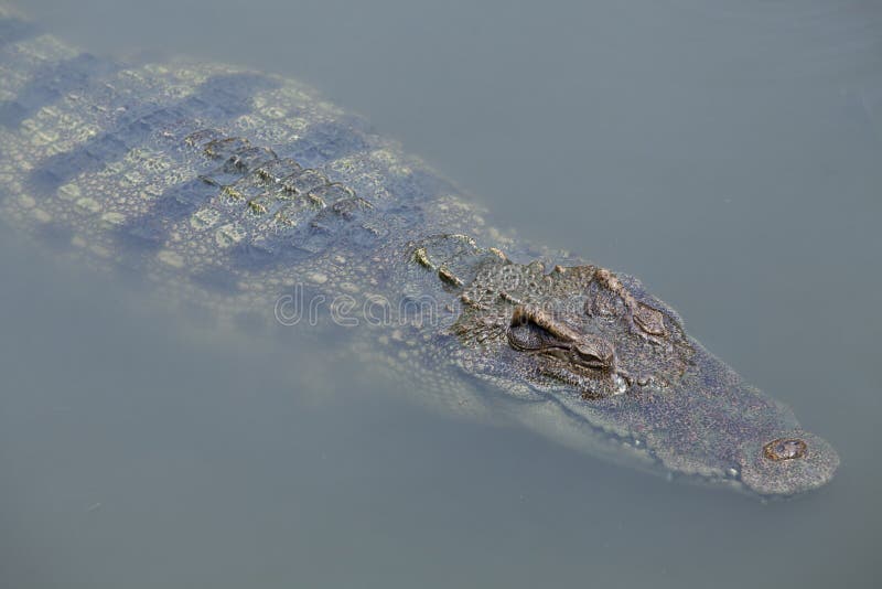 Asia crocodile floating stock image. Image of horizontal - 25094099