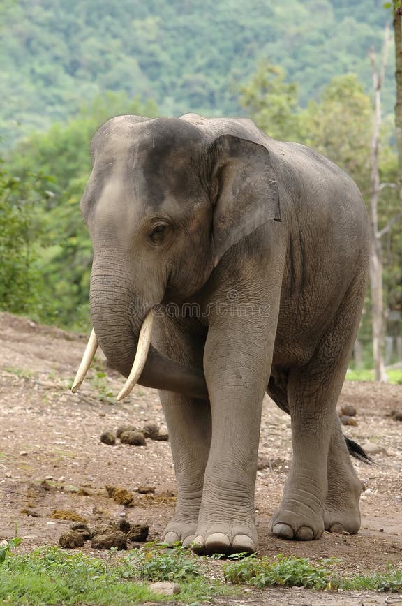 Asia elephant stock image. Image of large, green, elephant - 15700171