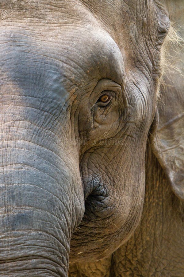 71+ Elephant head closeup Free Stock Photos - StockFreeImages