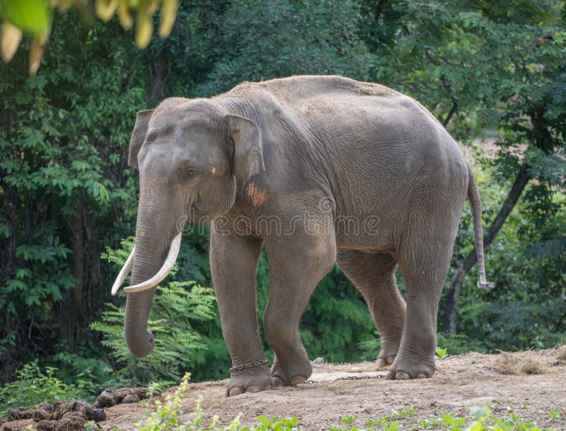 Elephant Tether Stock Photos - Free & Royalty-Free Stock Photos from ...