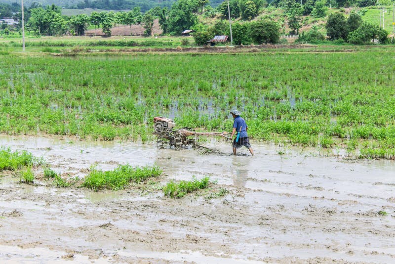 Tractor in Rice Field, Mechanism Farmer Rice Cultivation Stock Image ...