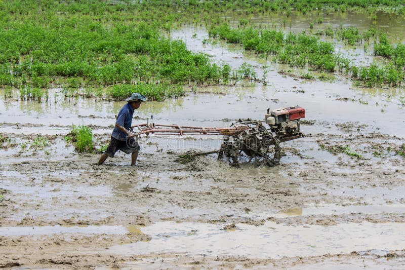 Tractor in Rice Field, Mechanism Farmer Rice Cultivation Stock Image ...