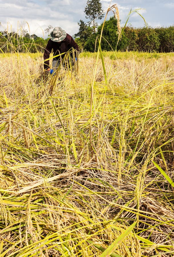 Asia Farmers Harvesting Rice Stock Photo - Image of ingredient ...