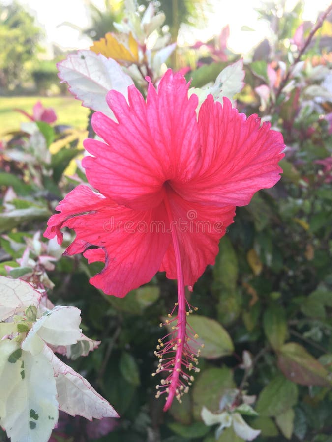 Asia hibiscus stock photo. Image of flower, hibiscus - 163536660