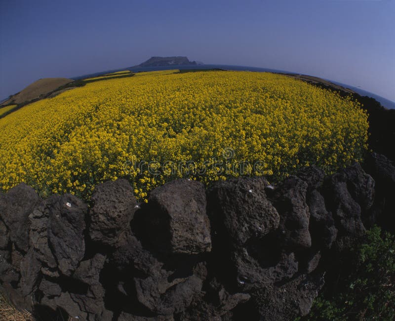 Asia stock image. Image of paddock, island, asia, province - 81567663