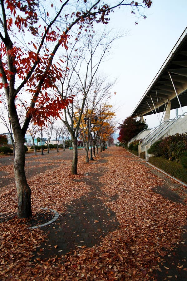 Asia stock image. Image of branch, treelined, korea, tree - 81568101