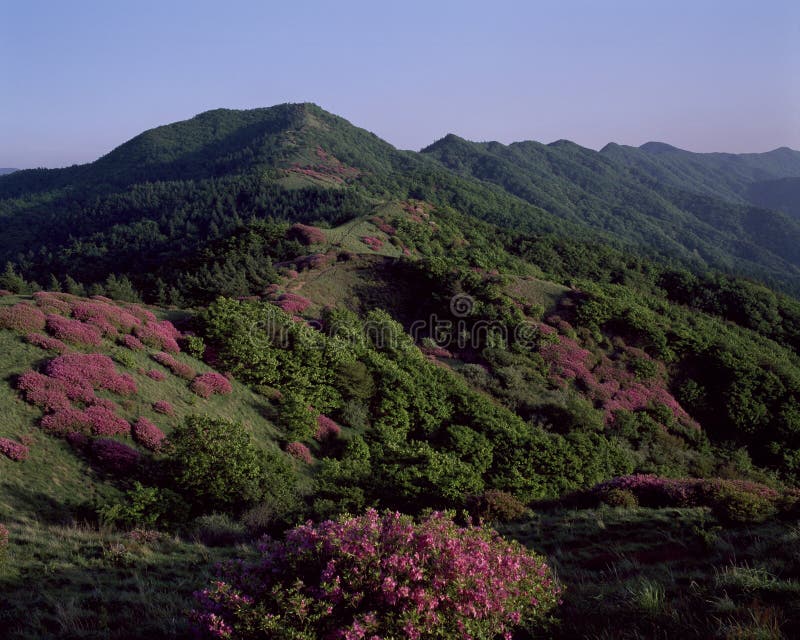 Asia stock image. Image of scenic, asia, wildflower, ridge - 81571809