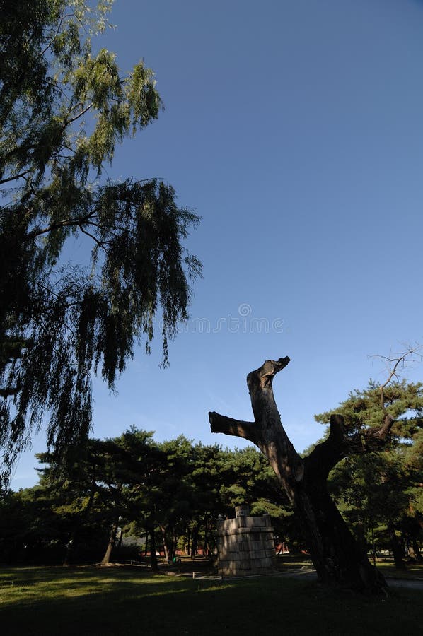 Asia stock photo. Image of view, sultans, tree, angle - 82426478