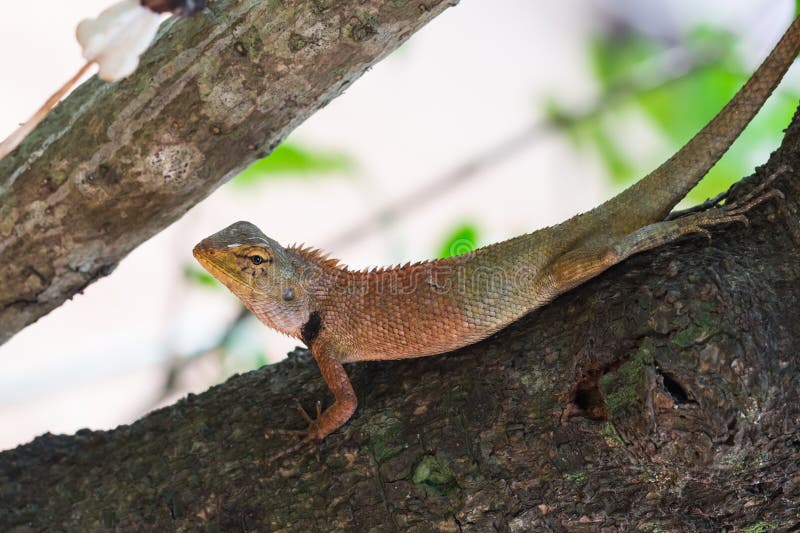 The asia little lizard stock image. Image of zootoca - 72369633