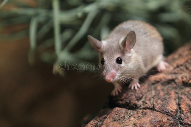 Asia minor spiny mouse stock photo. Image of mouse, minor - 27167566