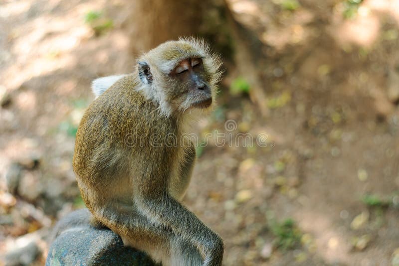 Asia monkey wildlife stock image. Image of forest, food - 142441439