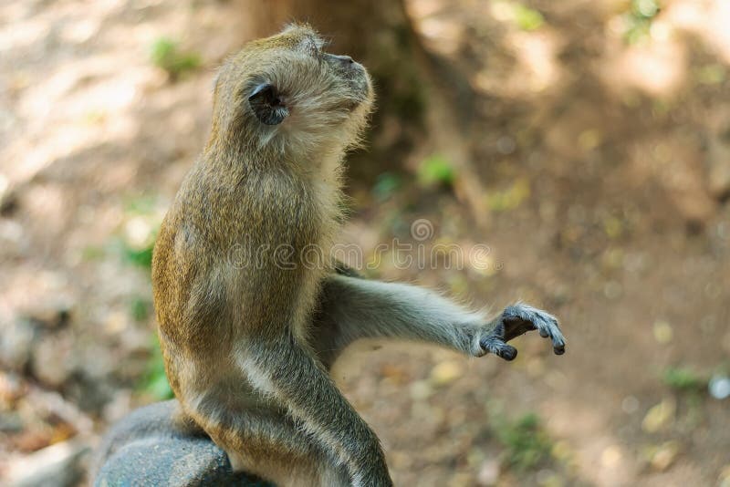 Asia monkey wildlife stock image. Image of macaque, climbing - 144039501
