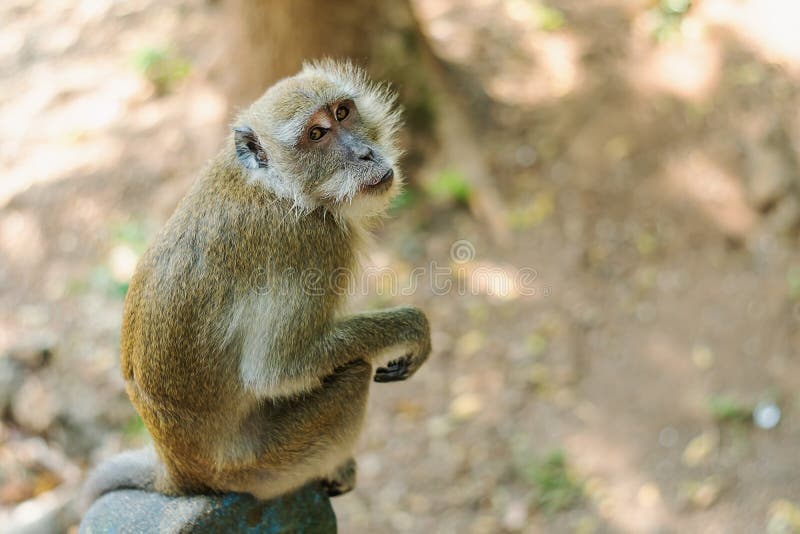 Asia monkey stock photo. Image of wild, monkey, wildlife - 57483344