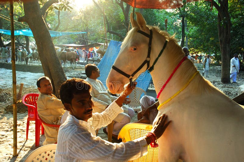 Asia’s Biggest Cattle Fair. Editorial Photo - Image of india, fair ...