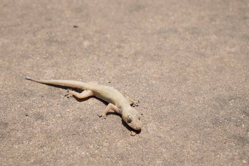 Asia small dead lizard stock image. Image of natural - 148137765