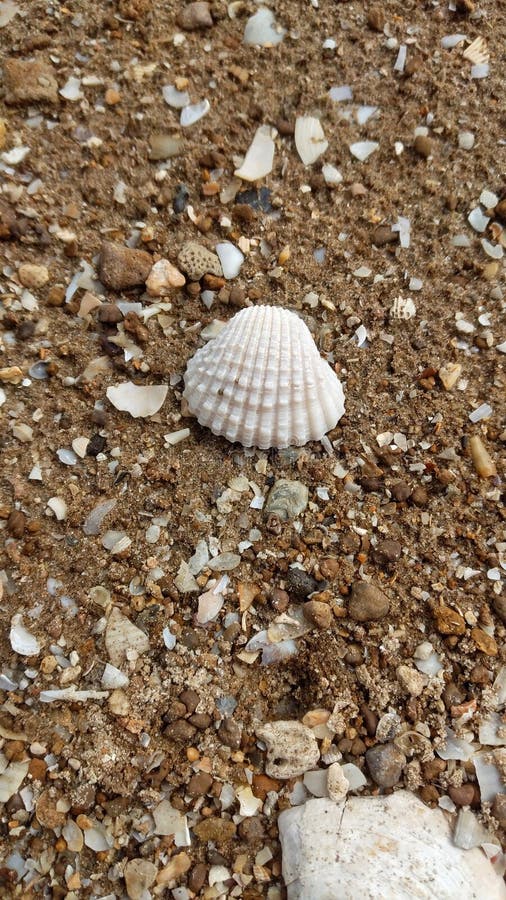 Asia Summer Tropical Sandshell Stock Image - Image of soil, rock: 249226501