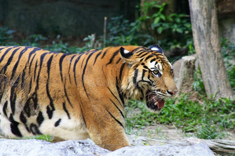 Asia tiger stock image. Image of mammal, hungry, altaica - 34523423