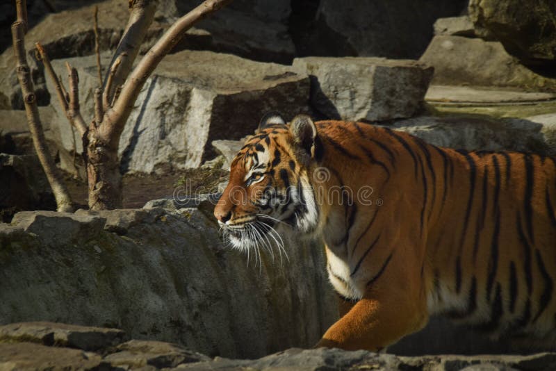 An Asia Tiger is Going in His Habitat Stock Image - Image of africa ...