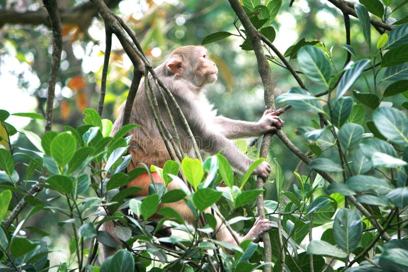 Asiam Common Monkey stock image. Image of mammals, monkey - 204702461
