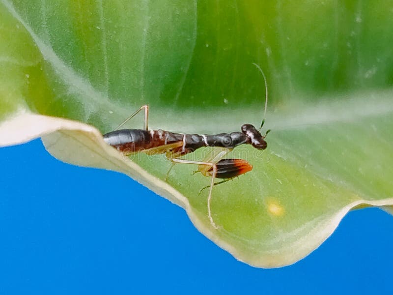 Asian Ant Grasshopper & X28;Odontomantis Planiceps& X29; on a Green ...