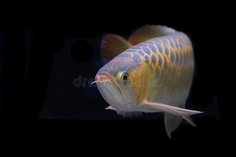 Asian arowana stock photo. Image of fish, arowana, beautiful - 102455384