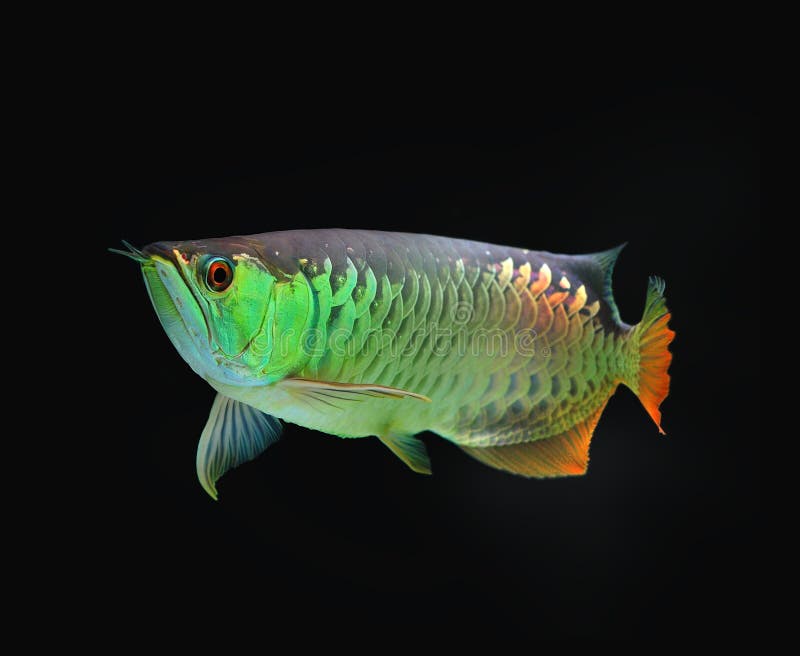 Asian Arowana stock photo. Image of freshwater, prosperity - 23550298