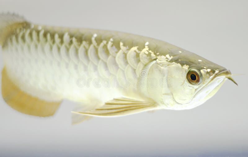 Asian Arowana fish stock photo. Image of arowana, prosperity - 25088296