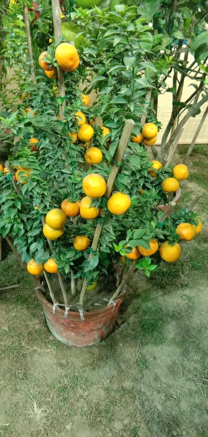 Orange Tree stock image. Image of form, tree, asian - 136443947