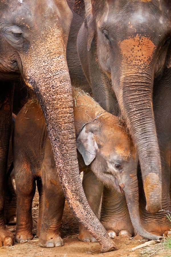 Asian baby elephant stock image. Image of family, natural - 20388411