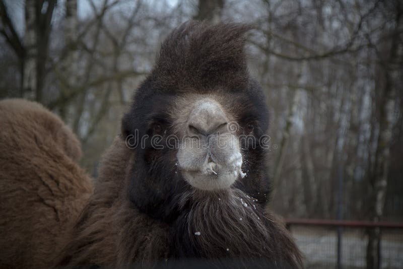Asian Bactrian Camel Winter Portrait Stock Image - Image of asian ...