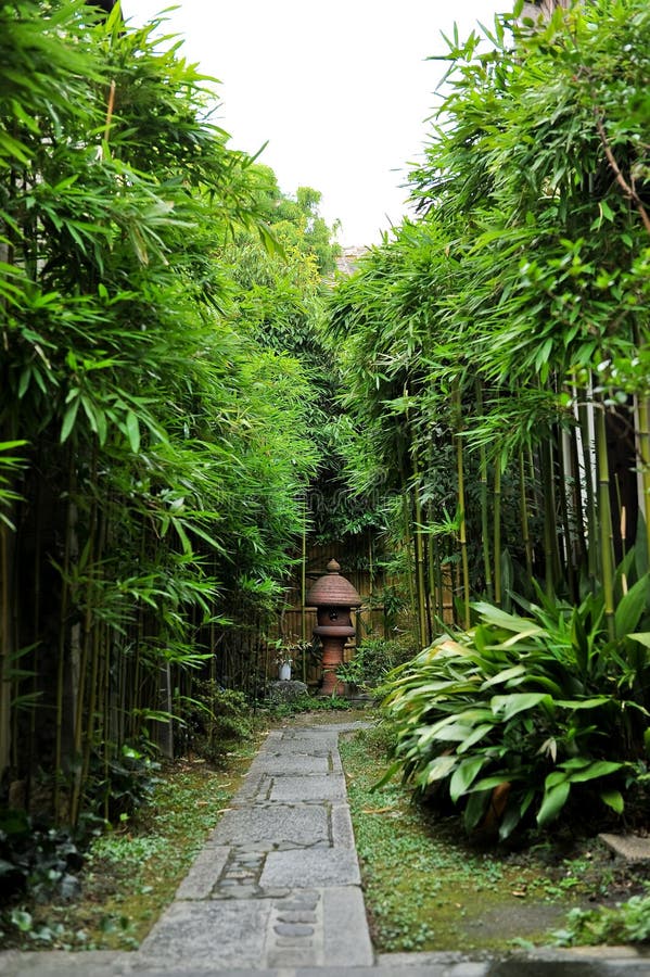 Asian Bamboo Landscape stock photo. Image of bamboo, japan - 20962072
