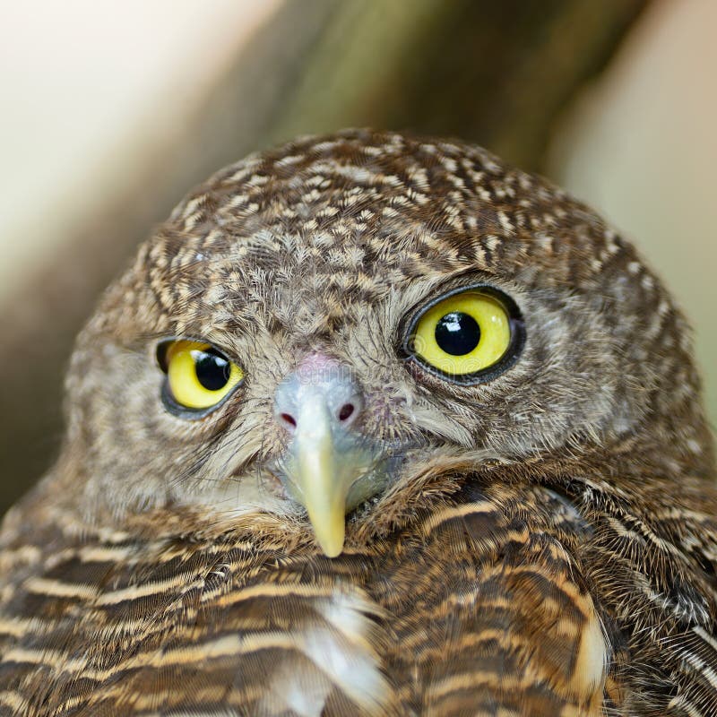 Asian Barred Owlet stock image. Image of tropical, bird - 32498089