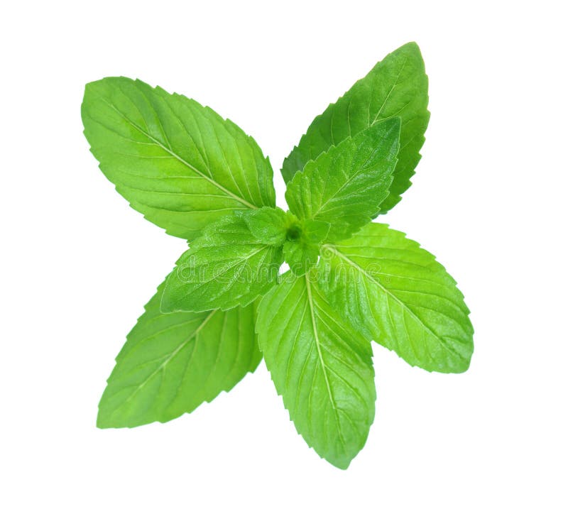 Asian basil stock photo. Image of aroma, object, plant - 31337182