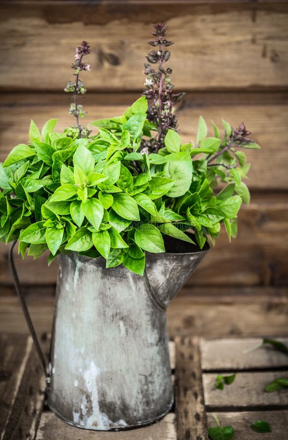 Asian Basil in Old Tin Jug on Wooden Stock Image - Image of decoration ...