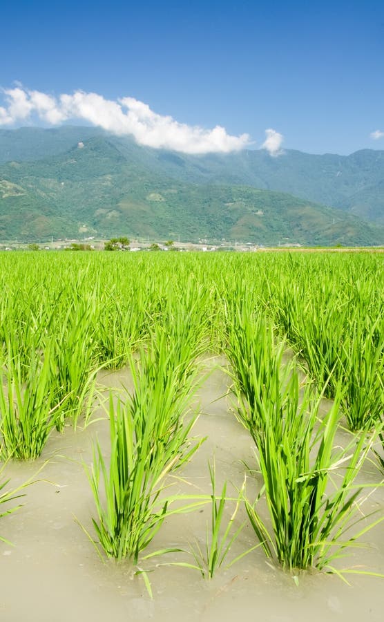 Asian Beautiful Farm with Mountain Far Away Stock Image - Image of ...