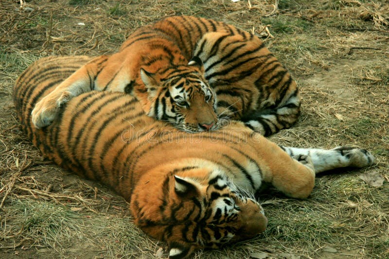 Asian beautiful tiger stock photo. Image of chinese, russia - 12019276