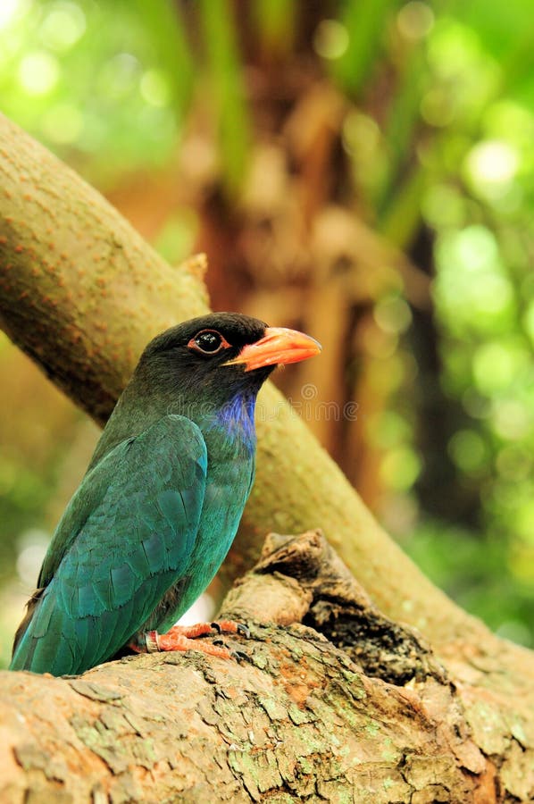 Asian Bird stock photo. Image of animal, wildlife, asians - 20743480