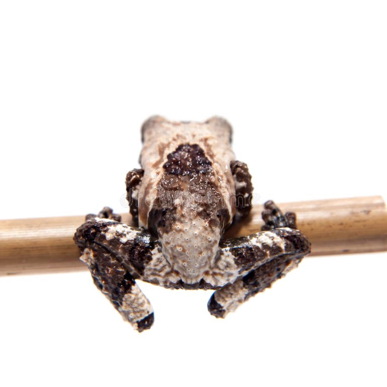 Asian Bird Poop Frog, Theloderma Albopunctata, on White Stock Photo ...