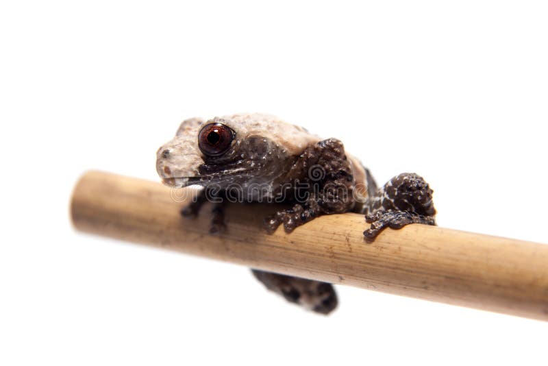 Asian Bird Poop Frog Theloderma Albopunctata White Stock Photos - Free ...