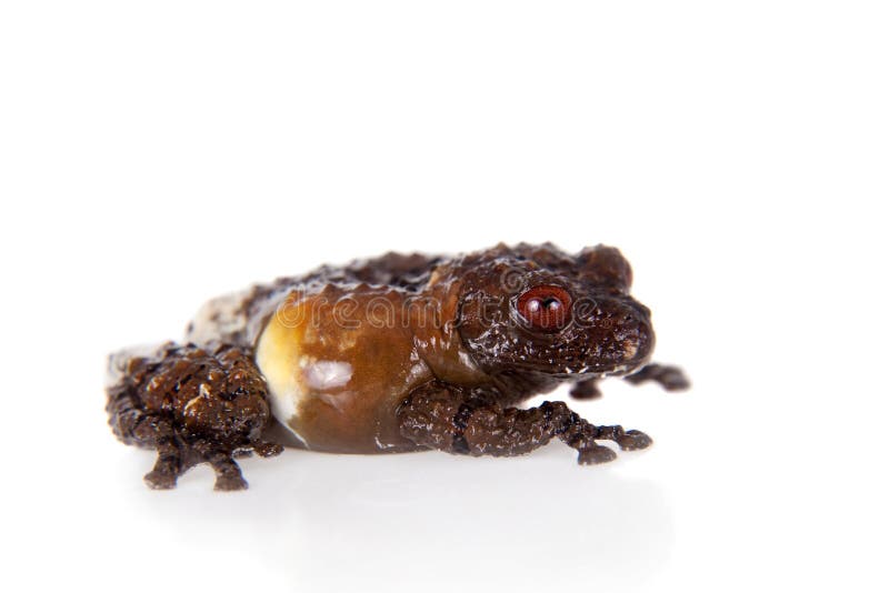 Asian Bird Poop Frog, Theloderma Asperum, on White Stock Image - Image ...