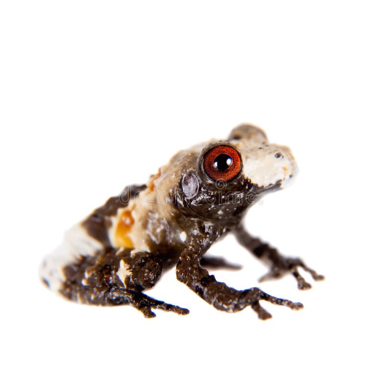 Asian Bird Poop Frog, Theloderma Asperum, on White Stock Image - Image ...