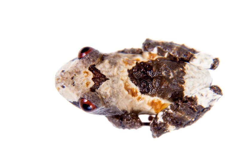 Asian Bird Poop Frog, Theloderma Asperum, on White Stock Photo - Image ...